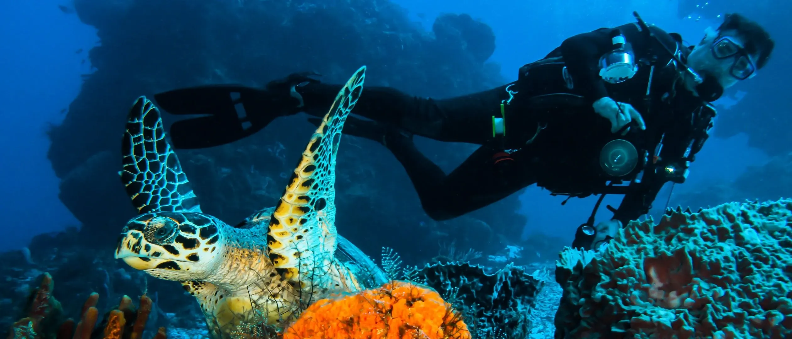 The best Scuba Diving experiences in Cozumel | AquaSafari