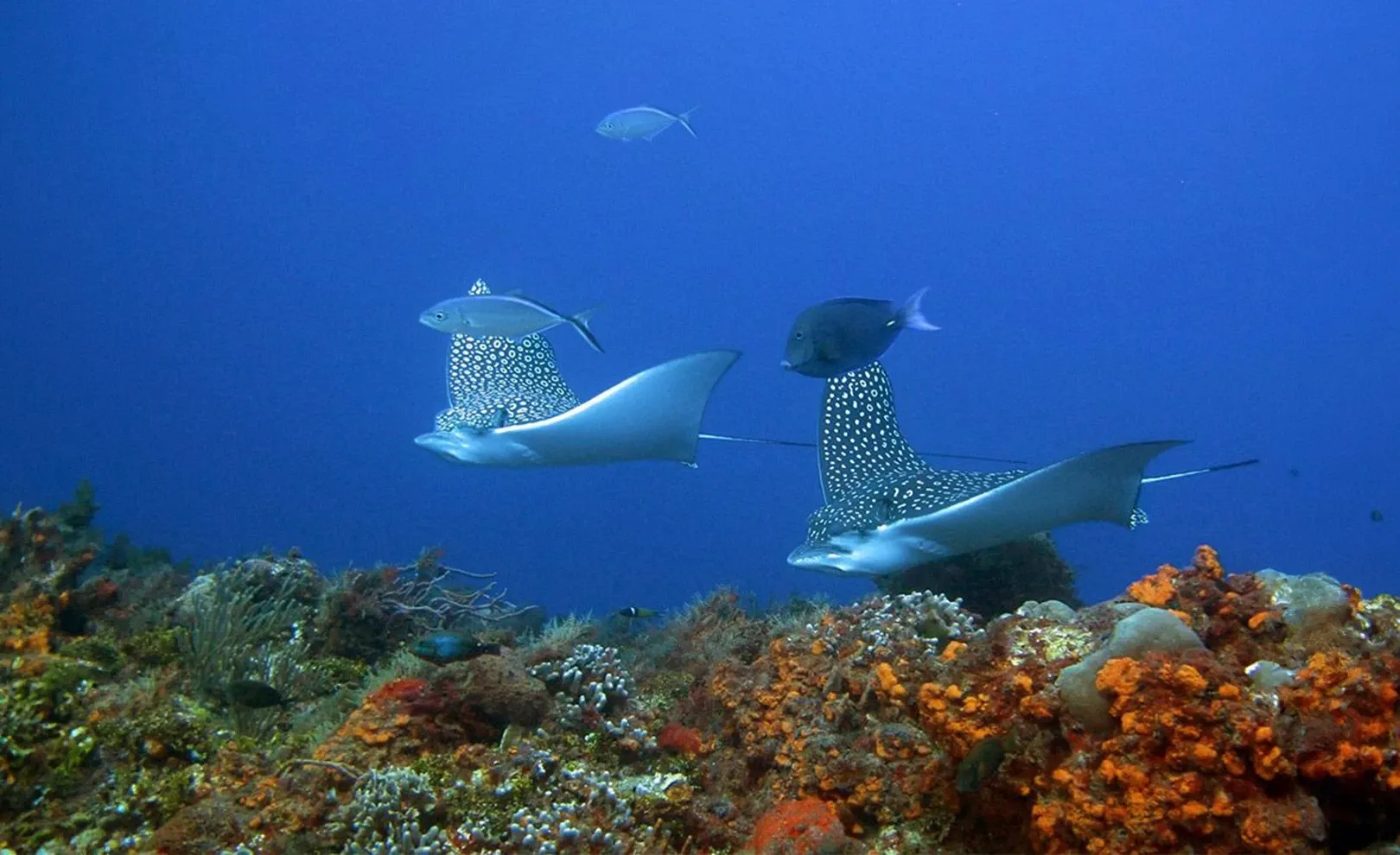 Dive and delight in the unique reefs of Cozumel | AquaSafari