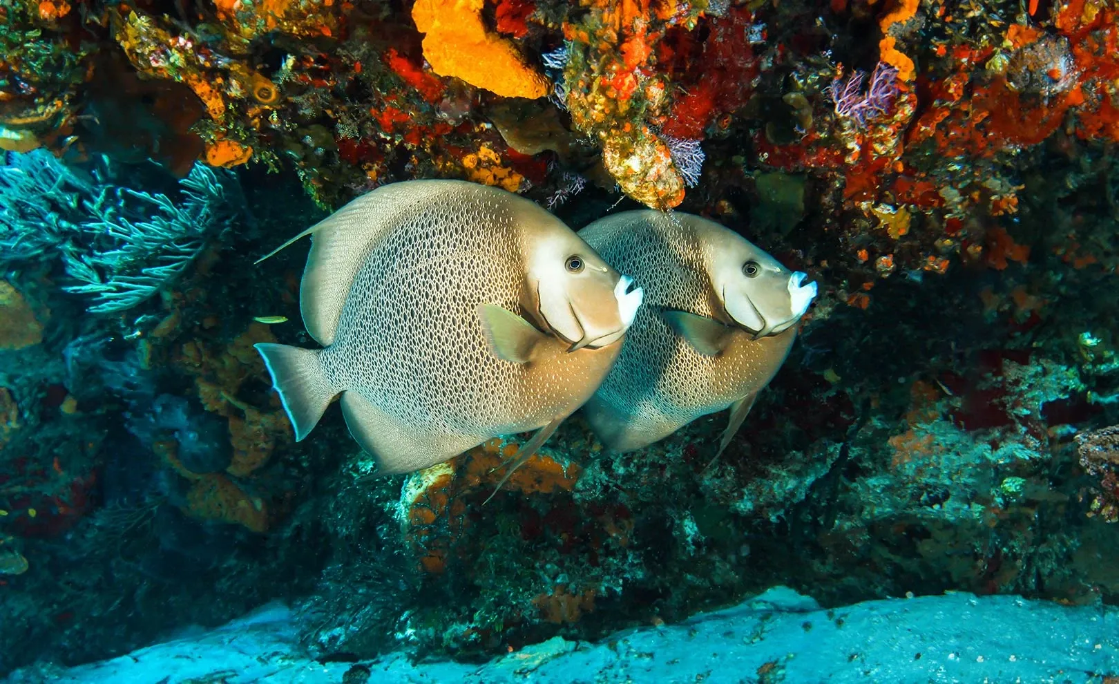 Dive and delight in the unique reefs of Cozumel | AquaSafari