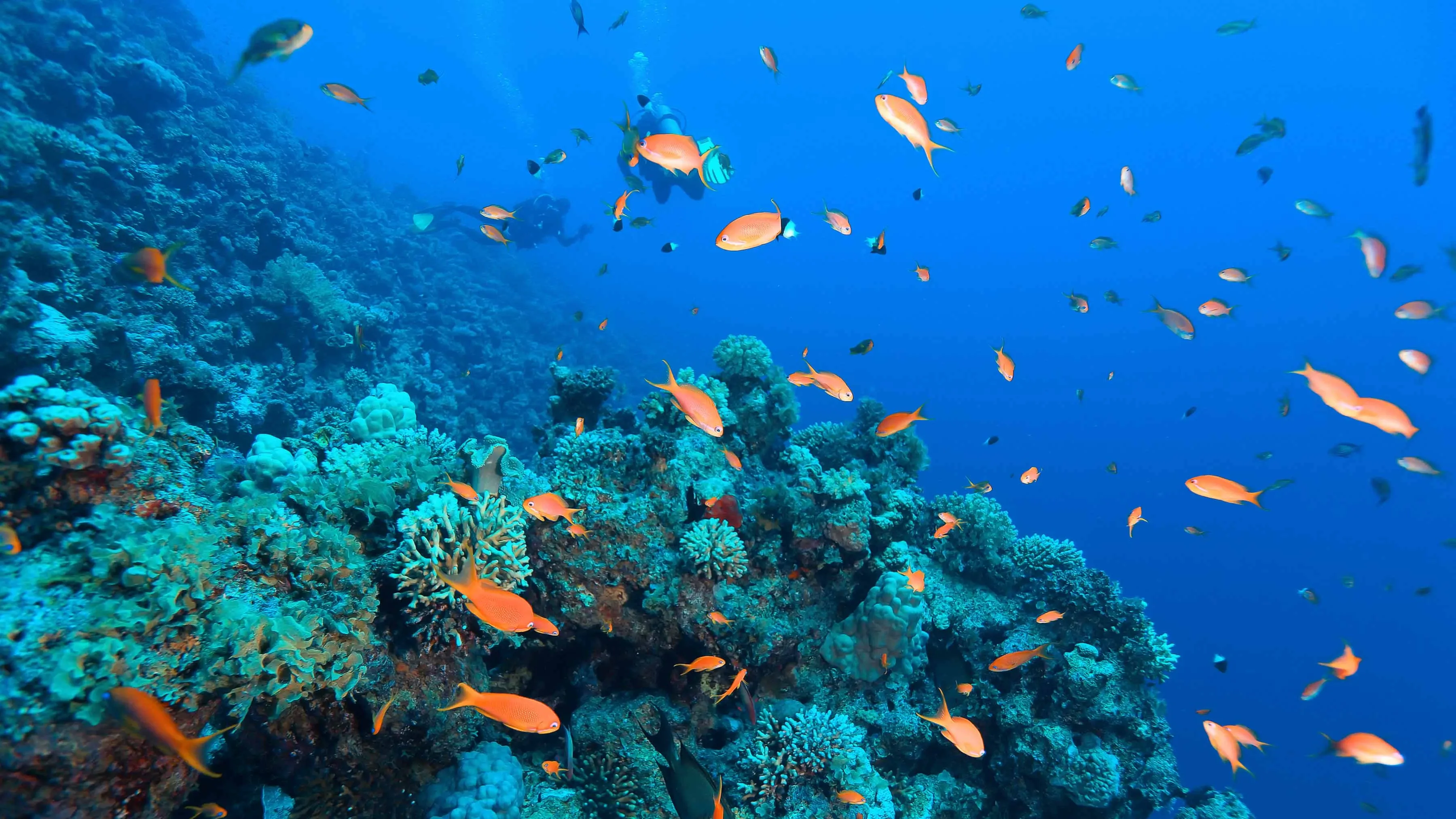 The best Scuba Diving experiences in Cozumel | AquaSafari