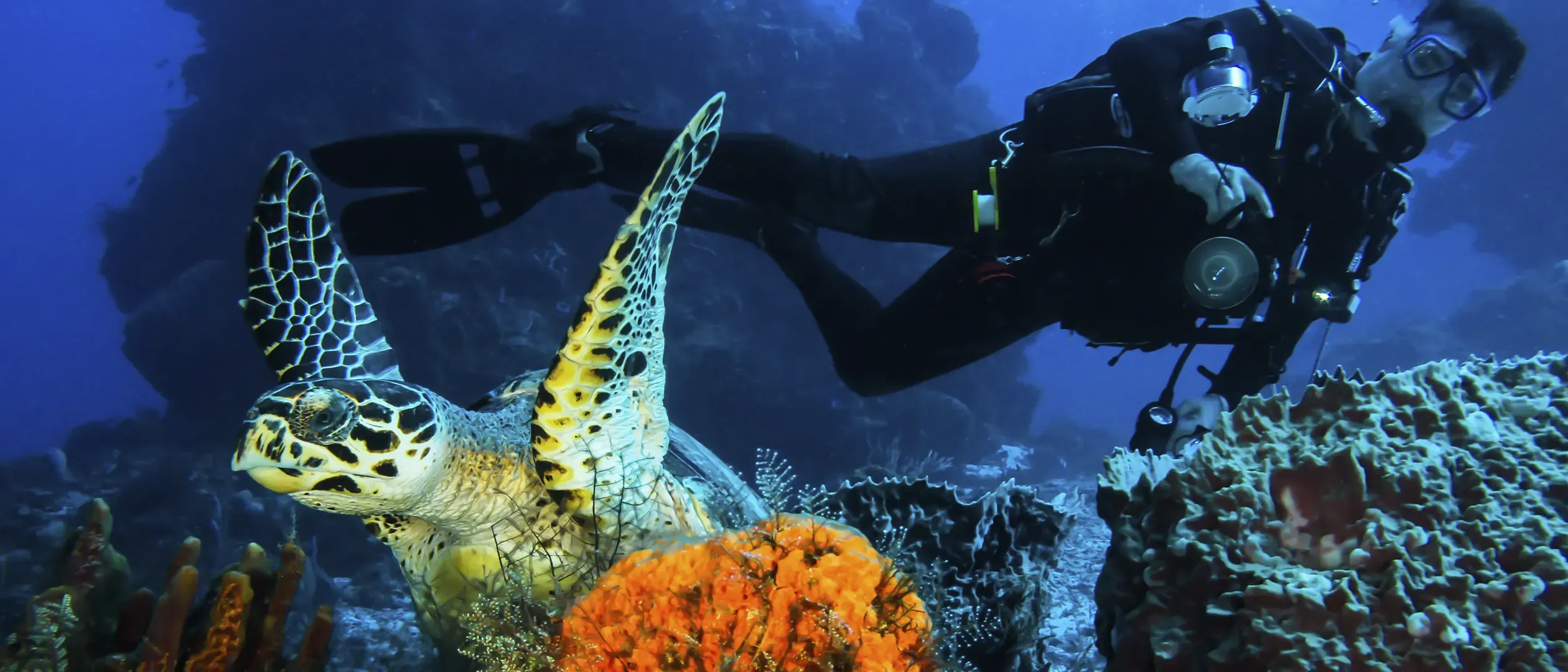 Discover the Top 3 Amazing Reefs in Cozumel | AquaSafari