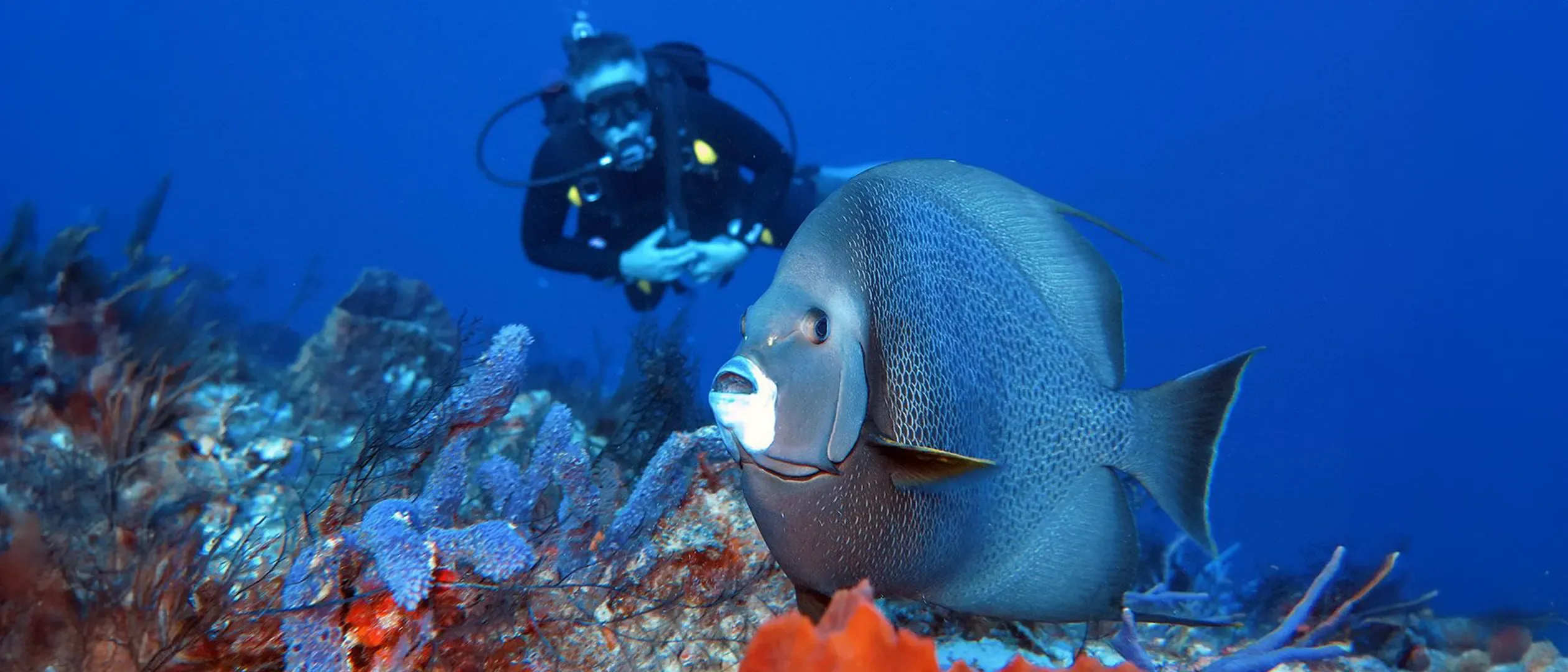 Discover the Top 3 Amazing Reefs in Cozumel | AquaSafari