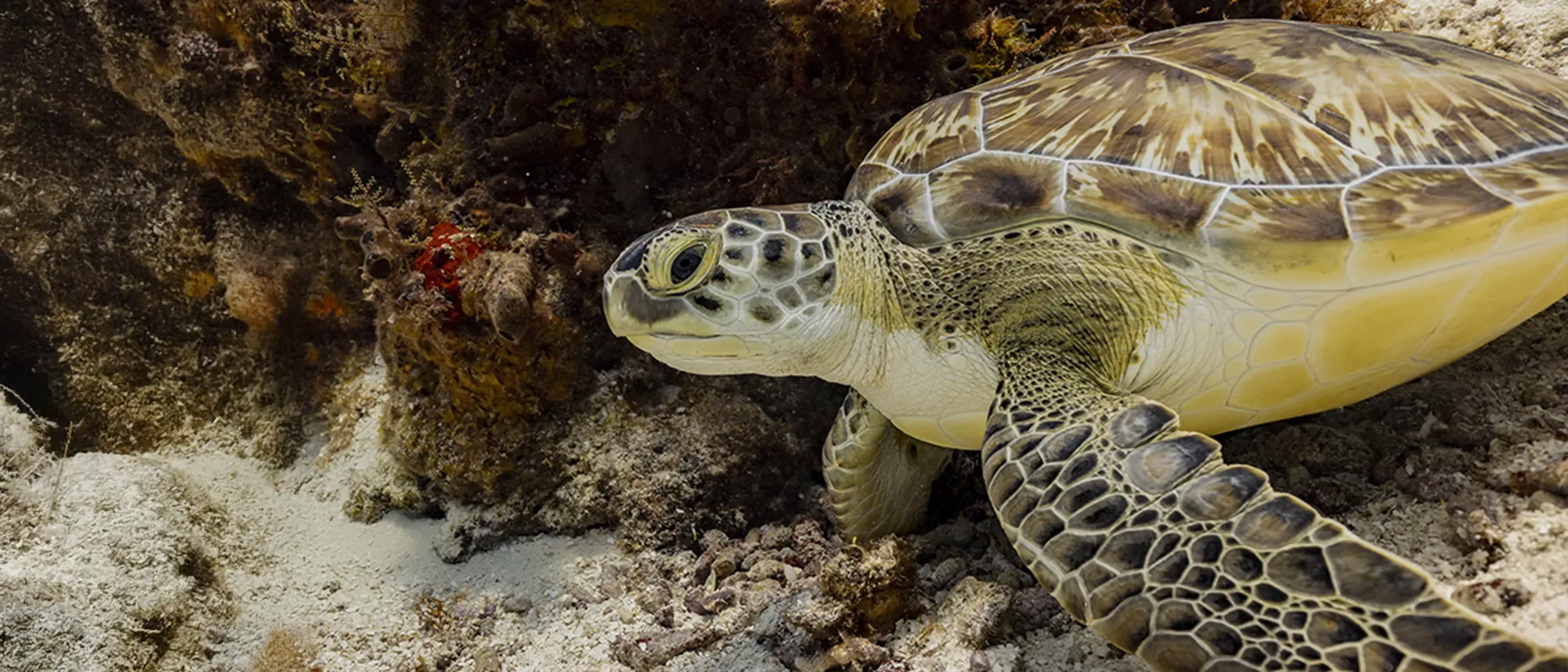 Discover the Top 3 Amazing Reefs in Cozumel | AquaSafari