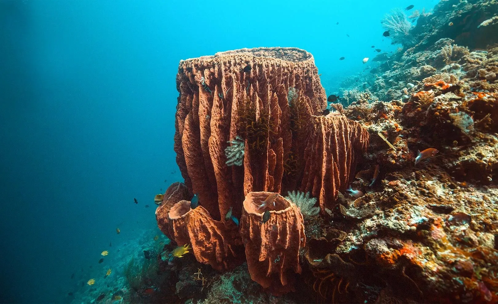 Dive and delight in the unique reefs of Cozumel | AquaSafari