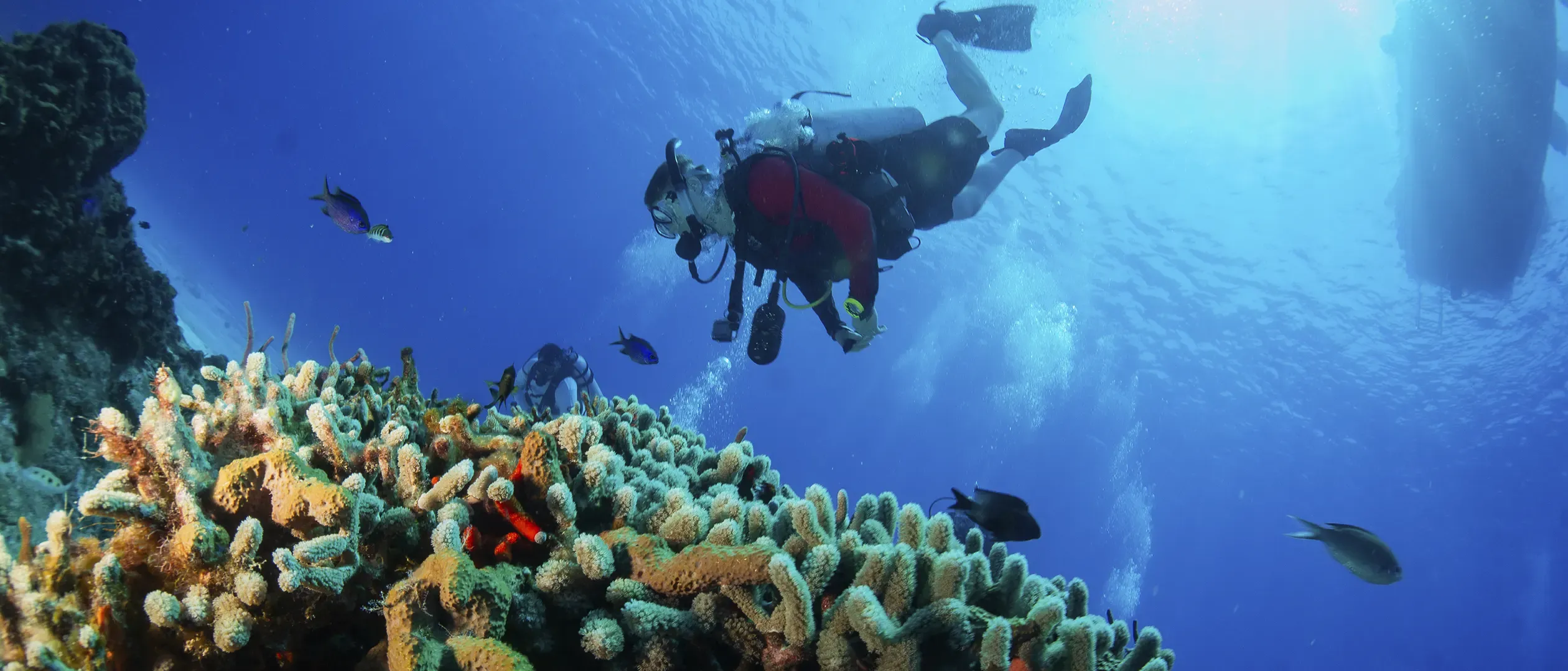 Ultimate Scuba Blog: Dive into New Adventures | AquaSafari